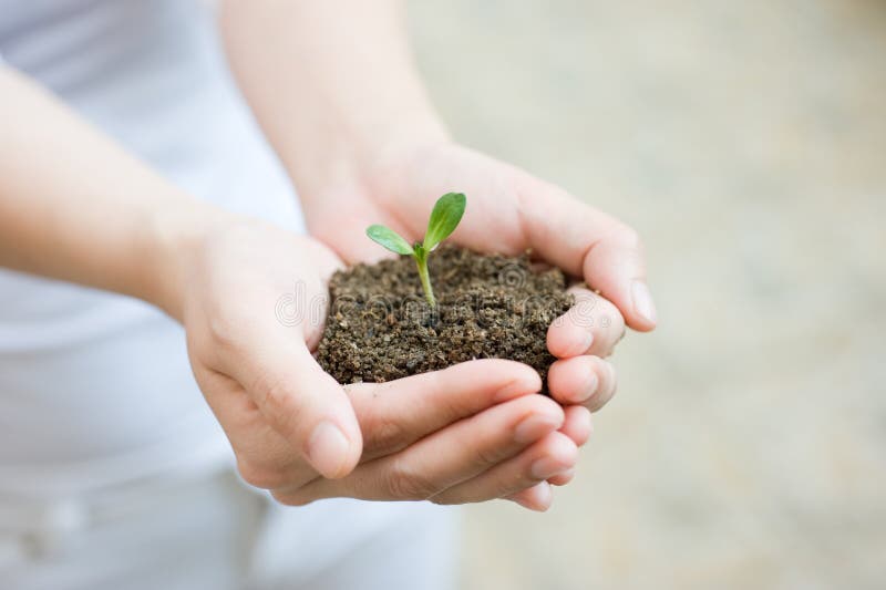 Female Hand Holding a Young Plant Stock Image - Image of handful ...