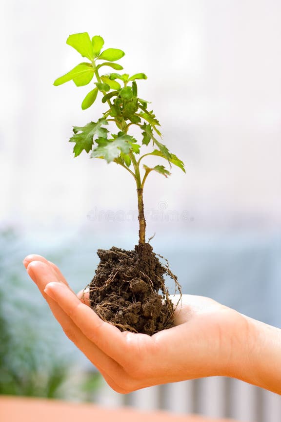 Plant in hand stock photo. Image of botany, flower, branch - 3974880