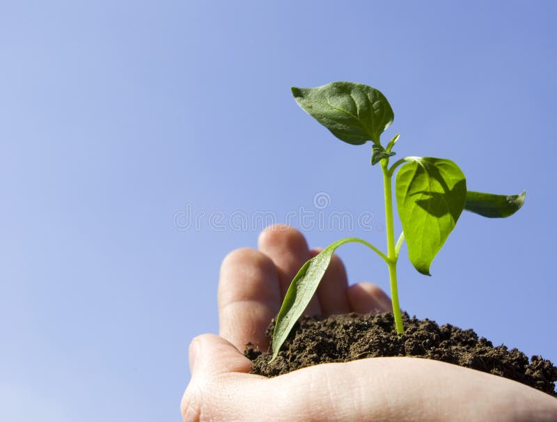 Plant in hand stock photo. Image of life, concept, protect - 6559186