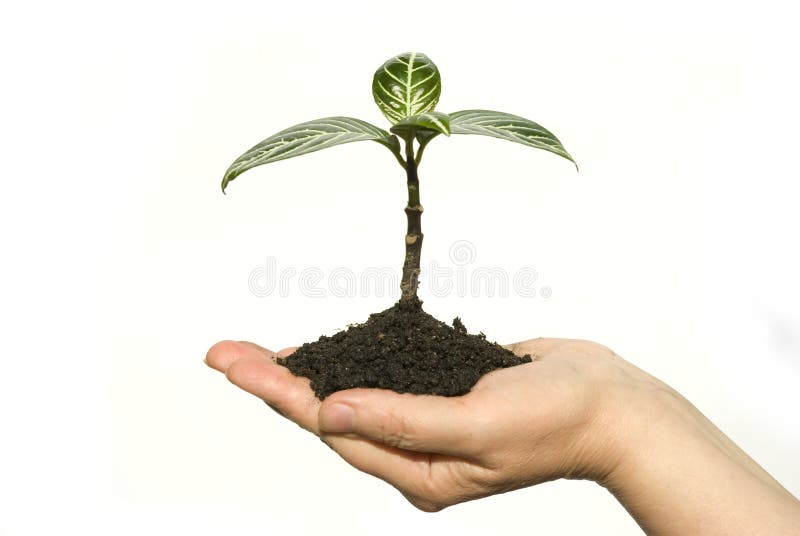 Plant in hand stock photo. Image of life, hold, grow, seedling - 4936692