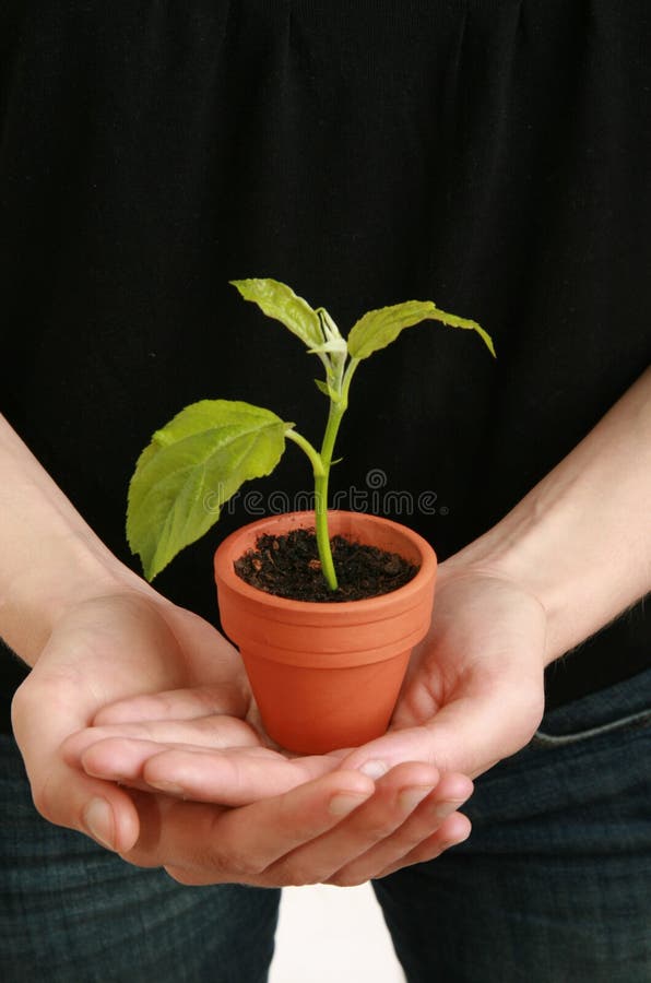 Plant in hand stock image. Image of fragile, plant, grass - 9115187