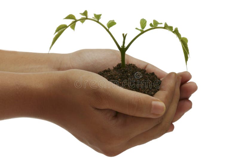 Plant on hand stock image. Image of plant, natural, hand - 40855183