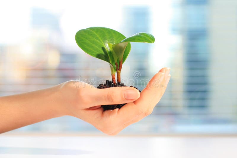 Plant in hand stock photo. Image of grow, garden, beginning - 84592884