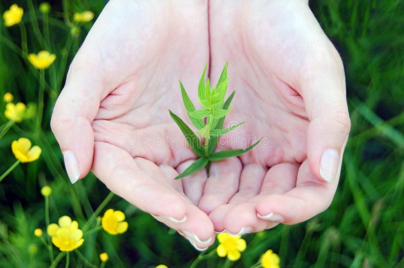 Plant in hand stock photo. Image of growing, gardening - 84045184