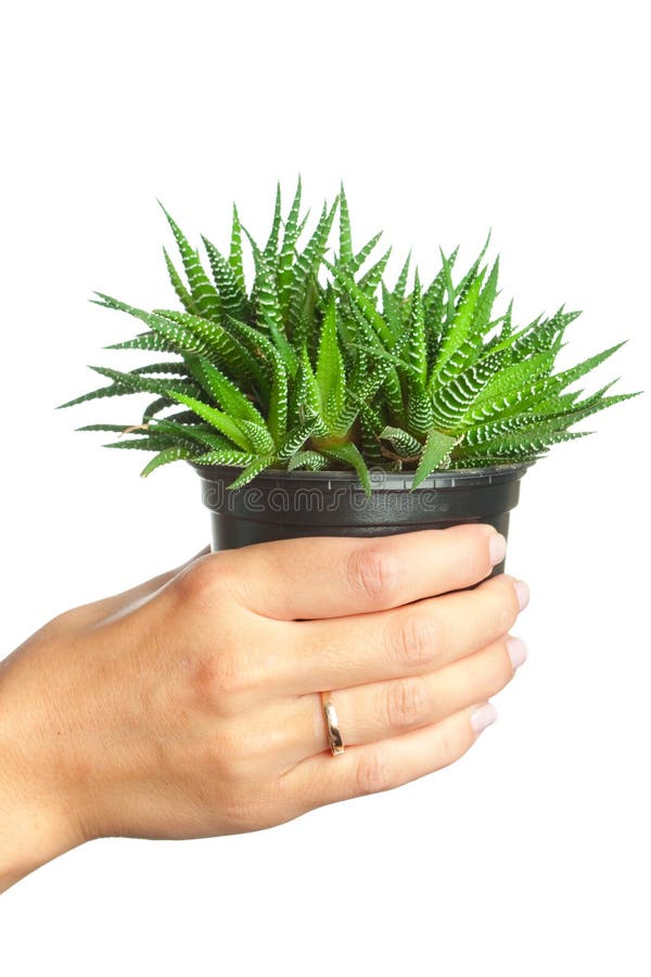 Plant in hands stock image. Image of organic, leaf, color - 10571931