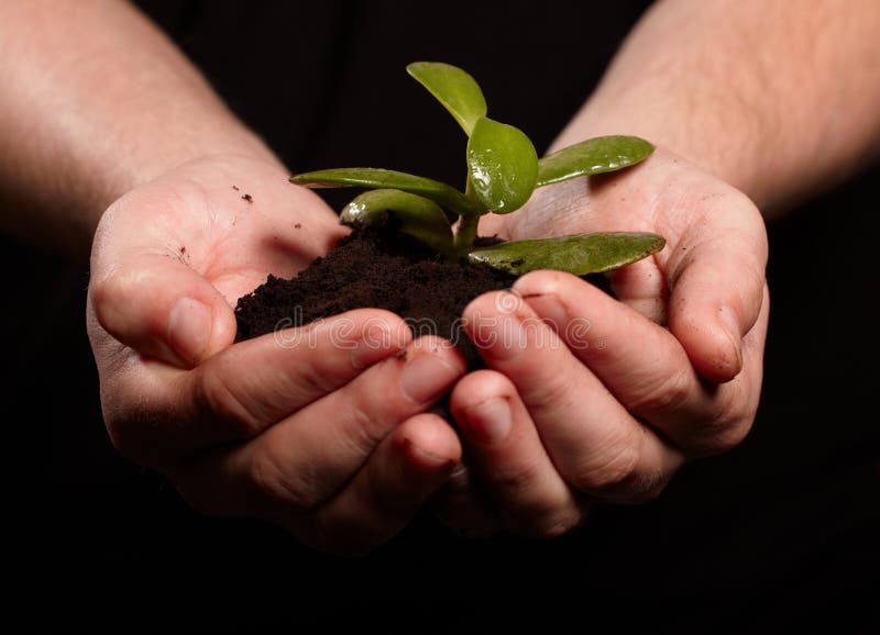 Growing plant in hands stock photo. Image of african, give - 3327164