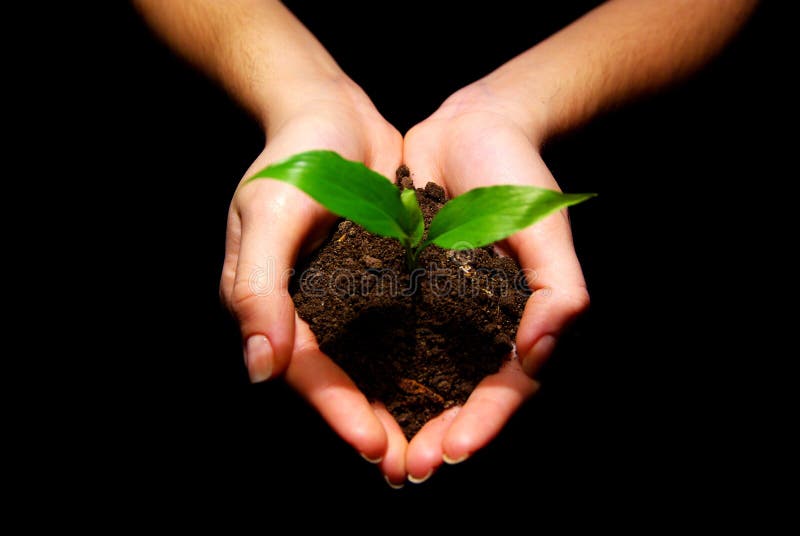 Plant in hands stock image. Image of green, refforest - 7938411