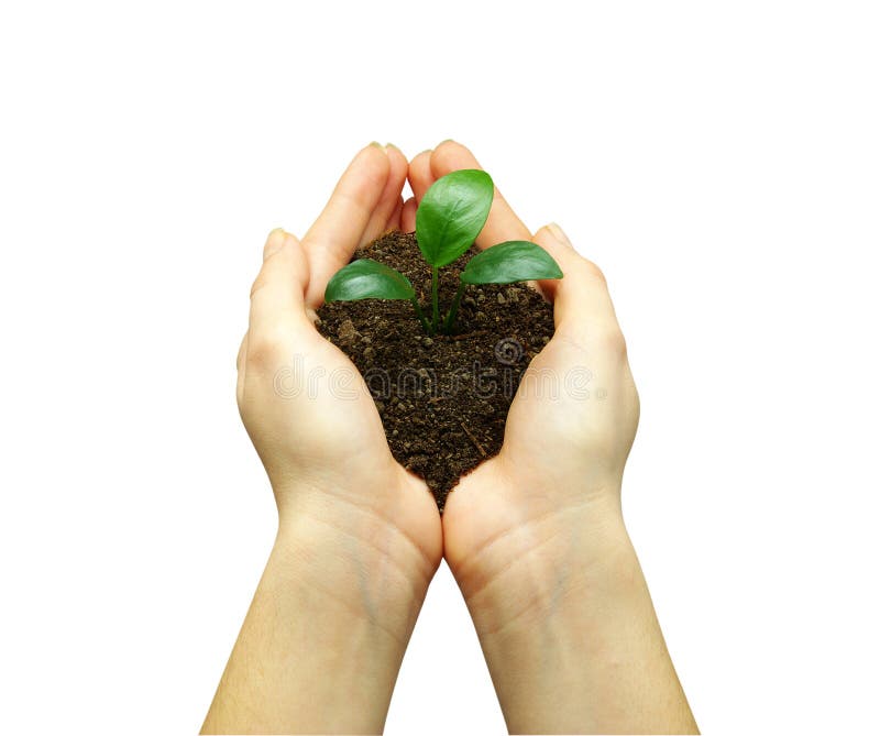 Plant In Hands Picture. Image: 8545671