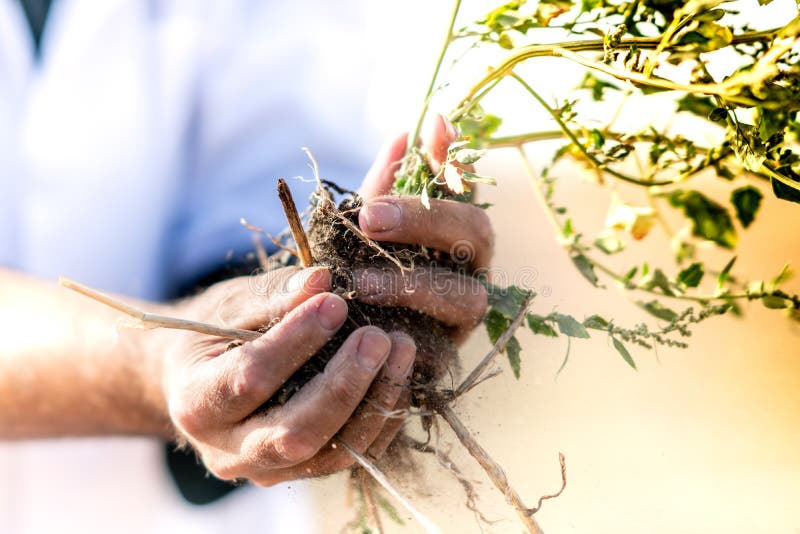 Plant in hands, outdoors stock photo. Image of environment - 126008318