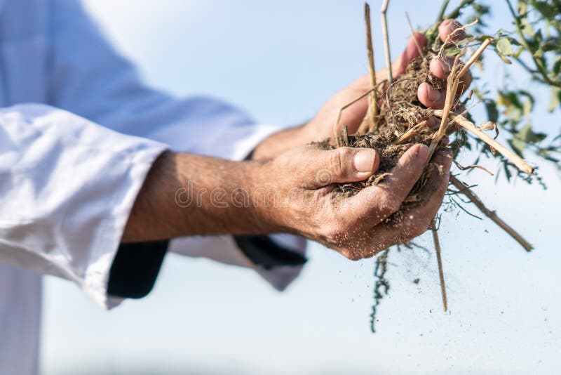 Plant in hands, outdoors stock image. Image of development - 126008421