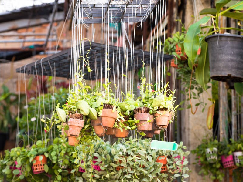 Hanging clay pots stock photo. Image of cotta, purple - 39310602