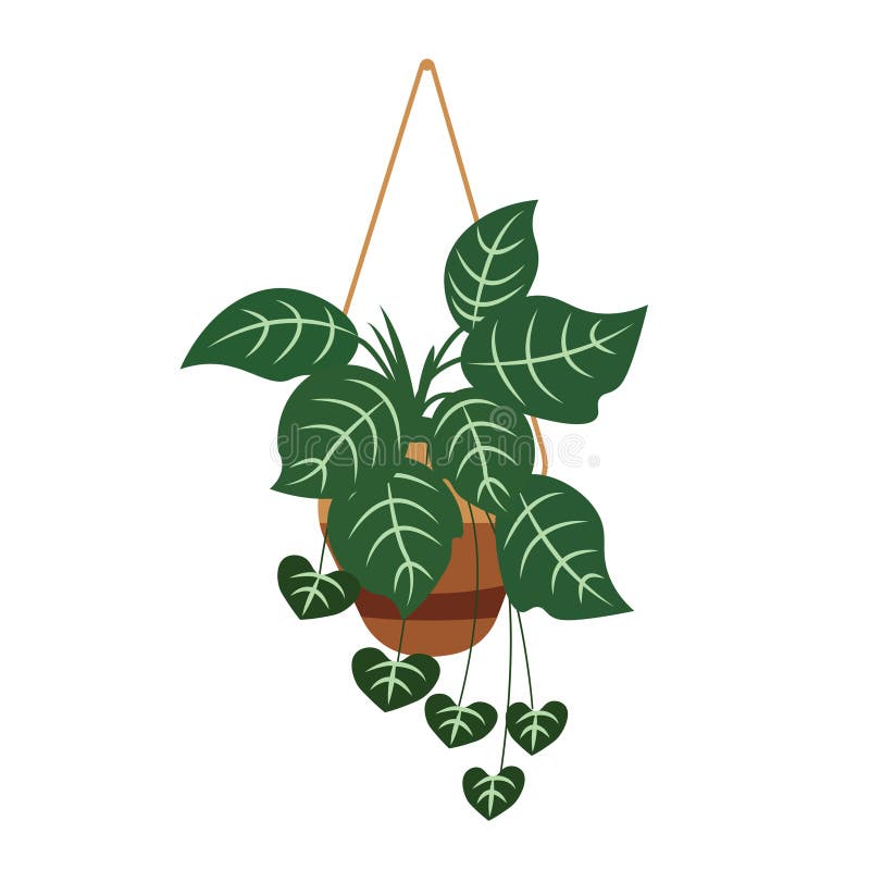 Plant in Hanging Pot, Indoor Plant in Flat Style Illustration Stock ...