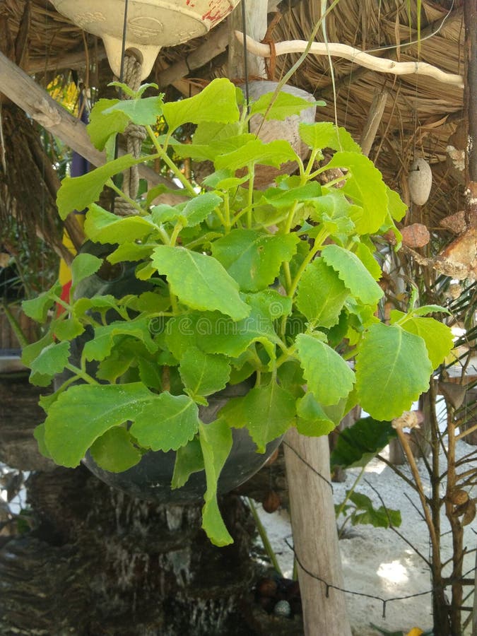 Gro Bonm Plant it is a Harb Stock Photo - Image of jungle, branch ...