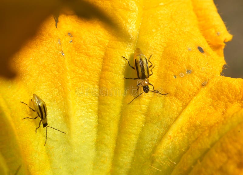 On the Plant Western Corn Beetle Stock Photo - Image of insecticide ...