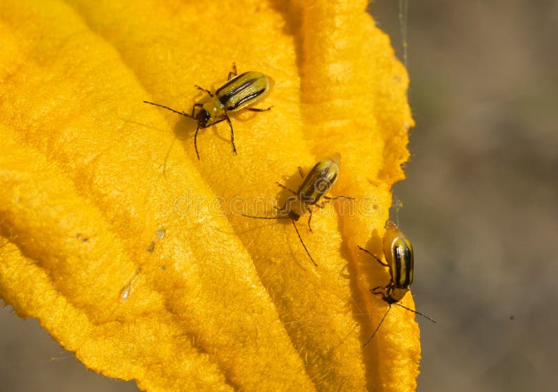 On the Plant Western Corn Beetle Stock Photo - Image of closeup ...