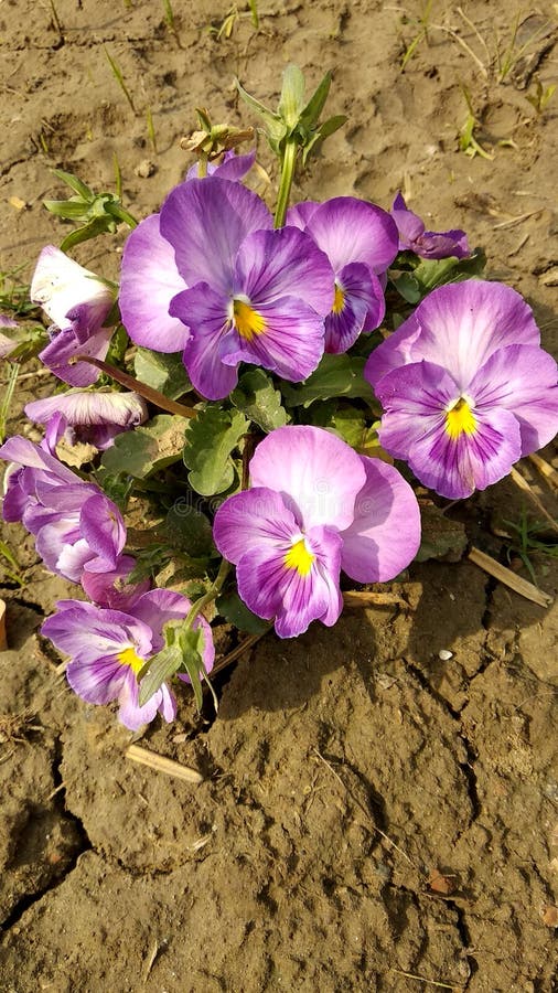 Pancy flowers stock photo. Image of plant, flowers, pancy - 138976768