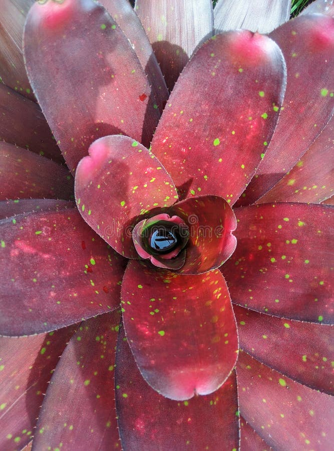 A Plant that Has Red Leaves Resembling Flowers Stock Photo - Image of ...