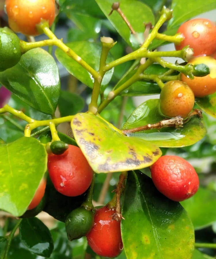 A Plant that Has Three Colors on Its Fruit Stock Image - Image of three ...