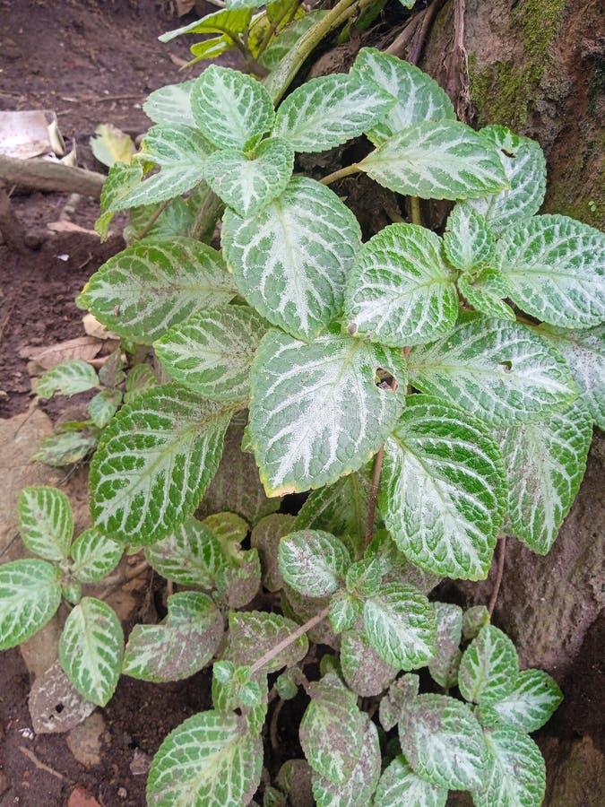 This Plant Has Two Unique Properties that Can Spread To Larger Trees ...