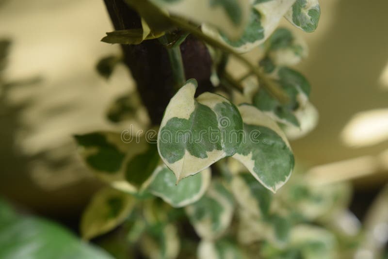 A Plant that Has a Unique Leaf Pattern that is Planted in the Front ...