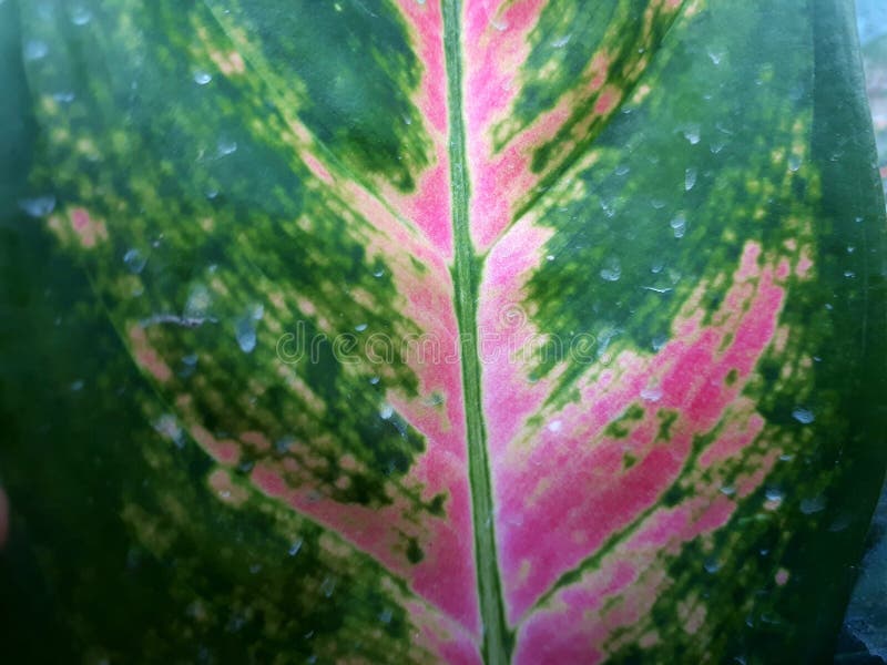 This Plant Has Unique Leaves with Beautiful and Diverse Shapes, Colors ...