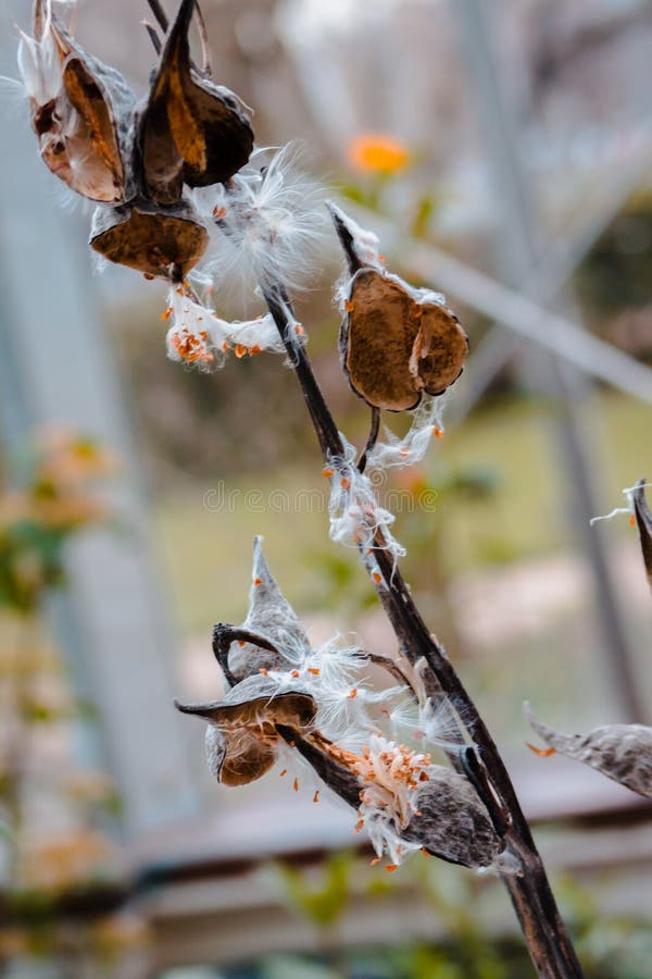 Plant that Have Been Overun with Webs and Cocoons Stock Image - Image ...
