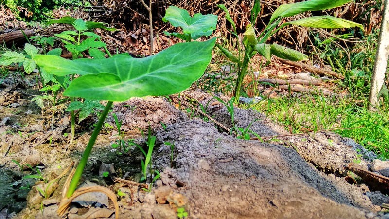 Plant stock image. Image of plant, leaf, green - 131359313