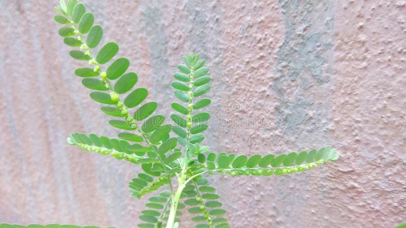 This Plant Have Seeds in the Back Side of Leaves Stock Image - Image of ...