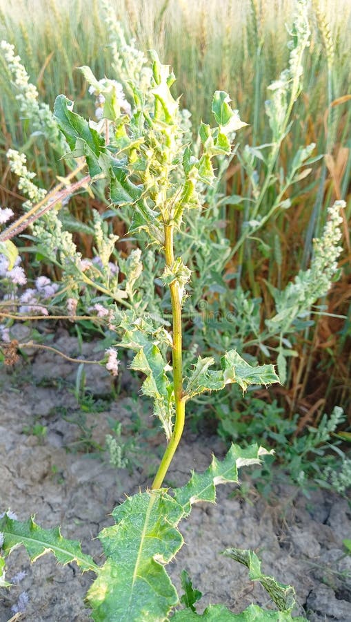 Sunshine Calcutta Plants Stock Photos - Free & Royalty-Free Stock ...