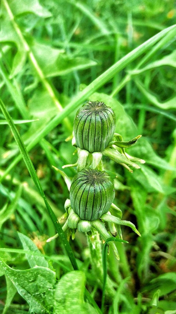 Plant head stock photo. Image of leben, head, planze - 114967904