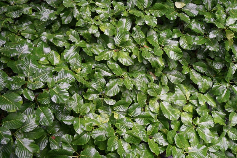 Plant Hedge Bush Leaf Texture. Stock Photo - Image of growth, texture ...