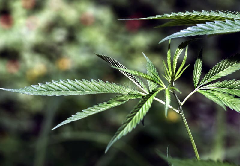 Plant hemp, cannabis, stock photo. Image of hippie, close - 73200194