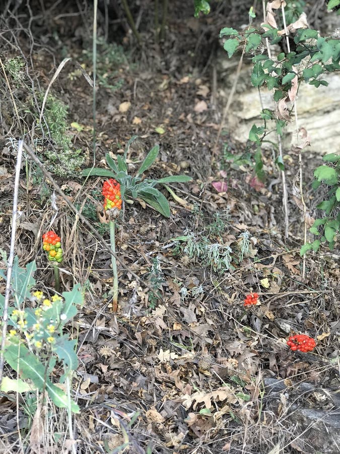 Wild flower stock photo. Image of natural, wild, flower - 121772924