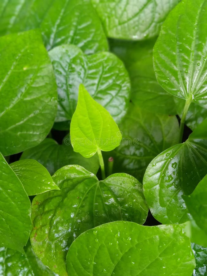 Plant Herba Vegitable Garden Landscape Stock Image - Image of herba ...