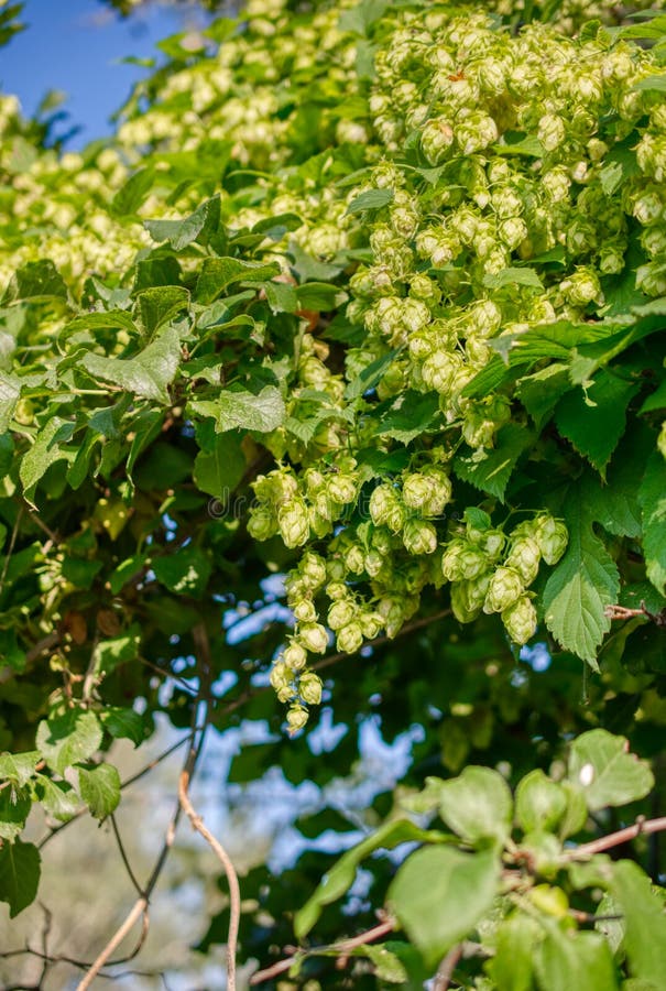 Plant Hops. Agricultural Plant, the Main Component in the Production of ...