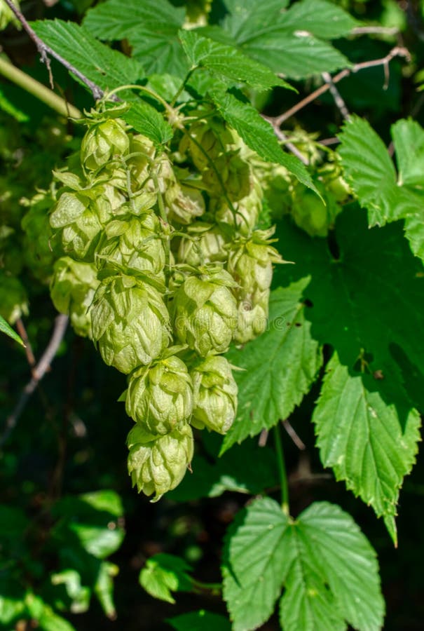 Plant Hops. Agricultural Plant, the Main Component in the Production of ...