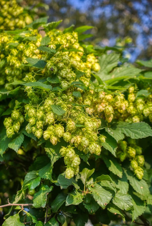Plant Hops. Agricultural Plant, the Main Component in the Production of ...