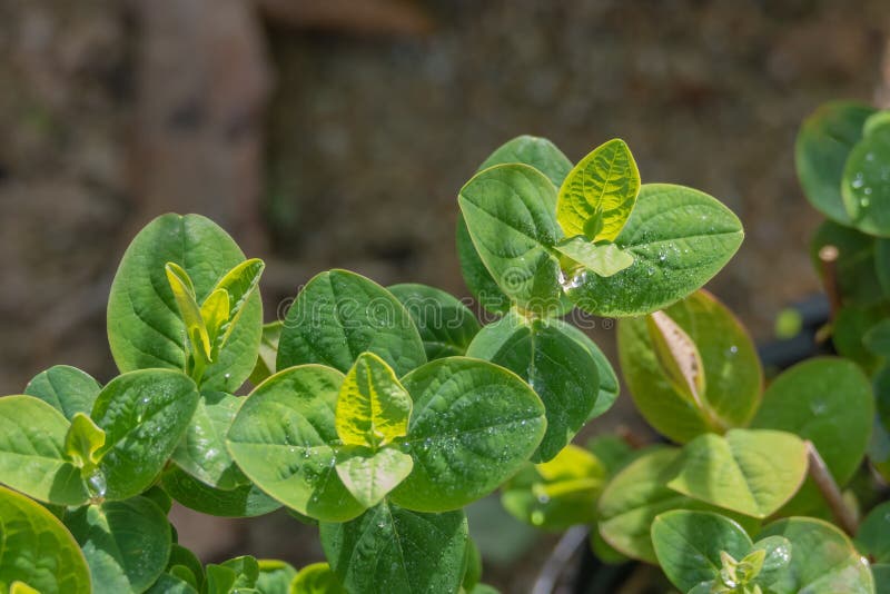 Hypericum X Inodorum Elstead , Stock Image - Image of yellow, inodorum ...