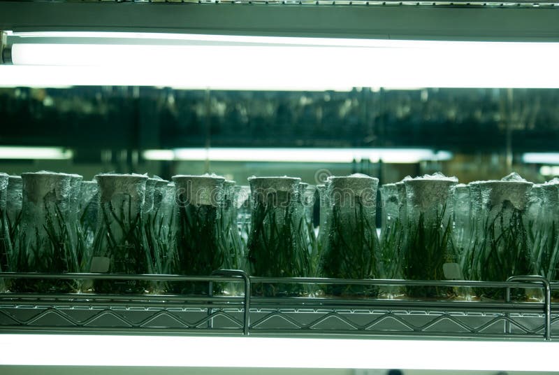 Plant Incubator Room stock image. Image of botanic, science - 6019499