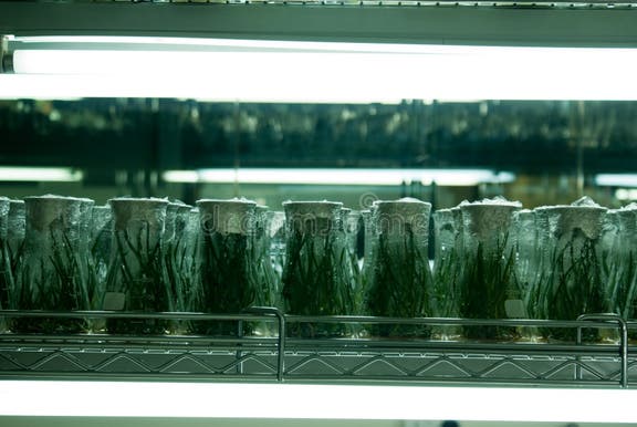 Plant Incubator Room stock image. Image of botanic, science - 6019499