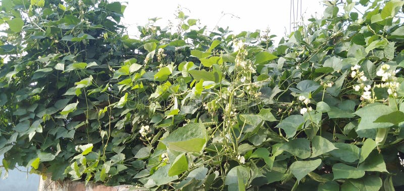 Plant of India Local Vegetable Which only Grows during Winter Known As ...