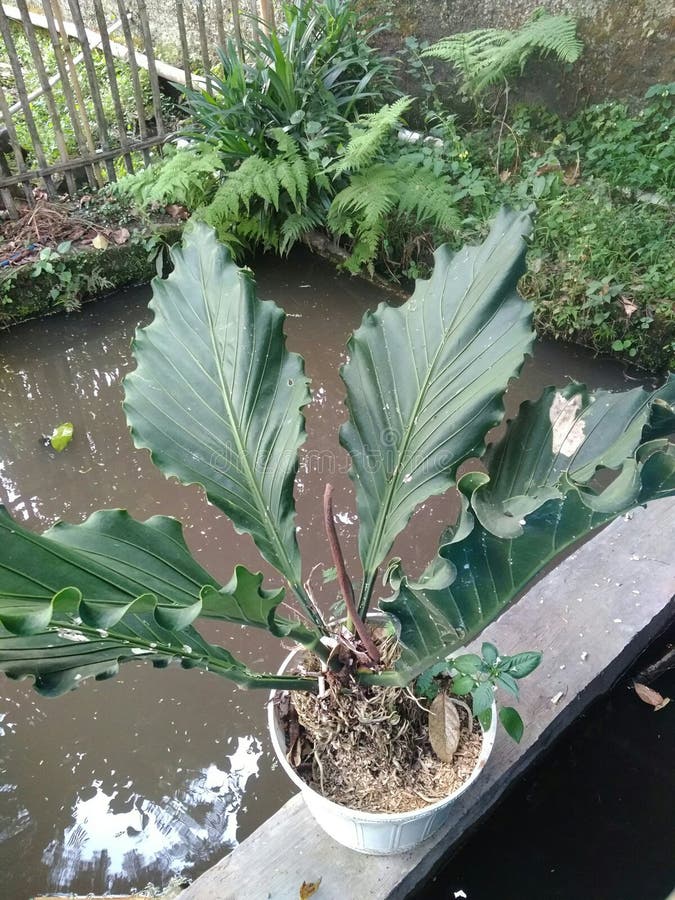 This is a Plant from Indonesia Called Wave of Love Stock Image - Image ...