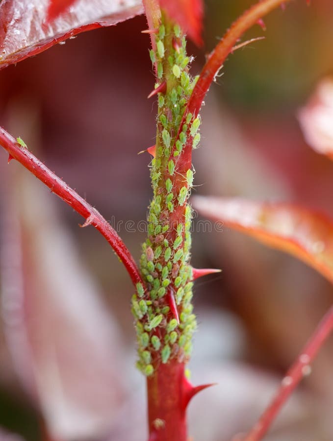 A Plant is Infested with Bugs Stock Photo - Image of blossom, summer ...