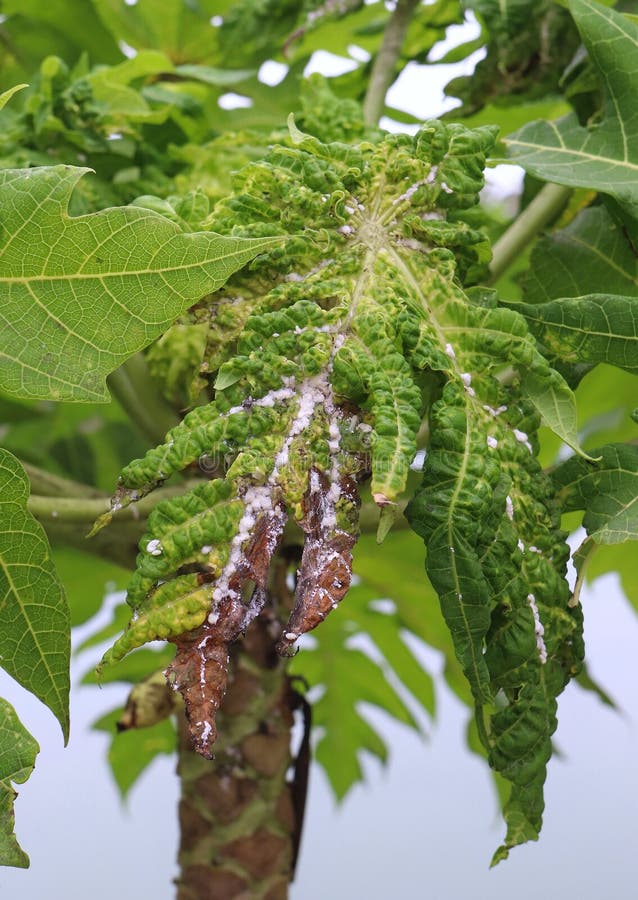 White Woolly Aphids Stock Photos - Free & Royalty-Free Stock Photos ...
