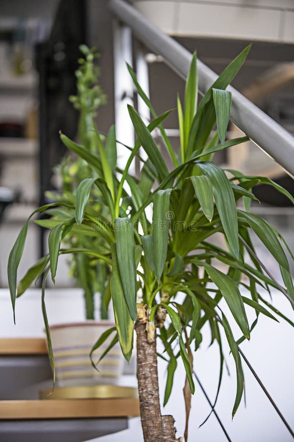 Plant Intertwined in Some Trunks Sunbathing on the Stairs Stock Photo ...