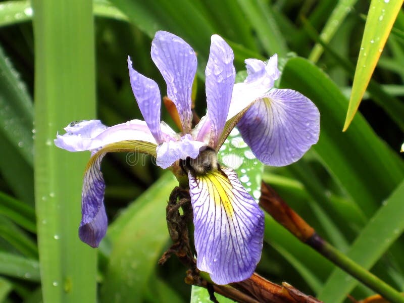 Plant, Iris Versicolor, Flower, Flowering Plant Stock Photo - Image of ...