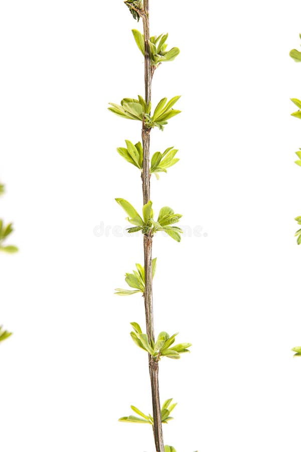 Plant isolated stock photo. Image of stem, plant, close - 12101536
