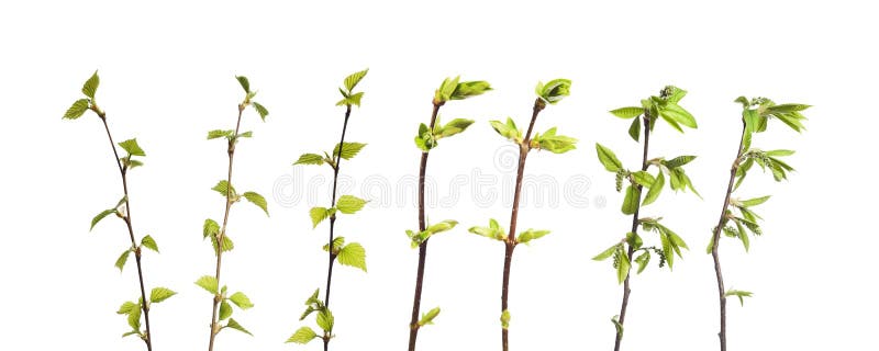 Plant Isolated Picture. Image: 8653280