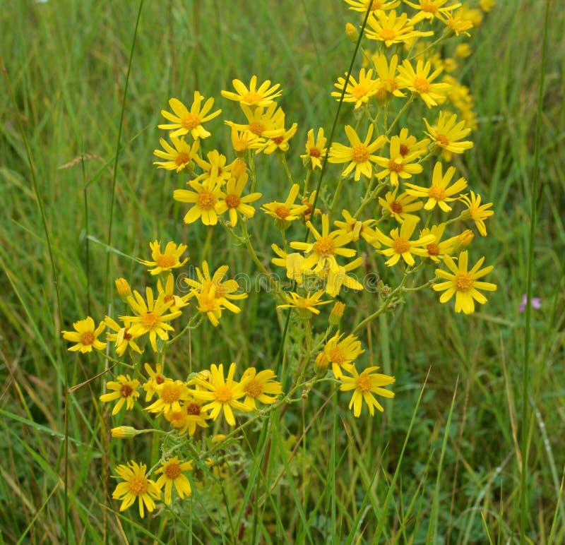 The Plant Jacobaea Vulgaris Grows in the Wild Stock Image - Image of ...