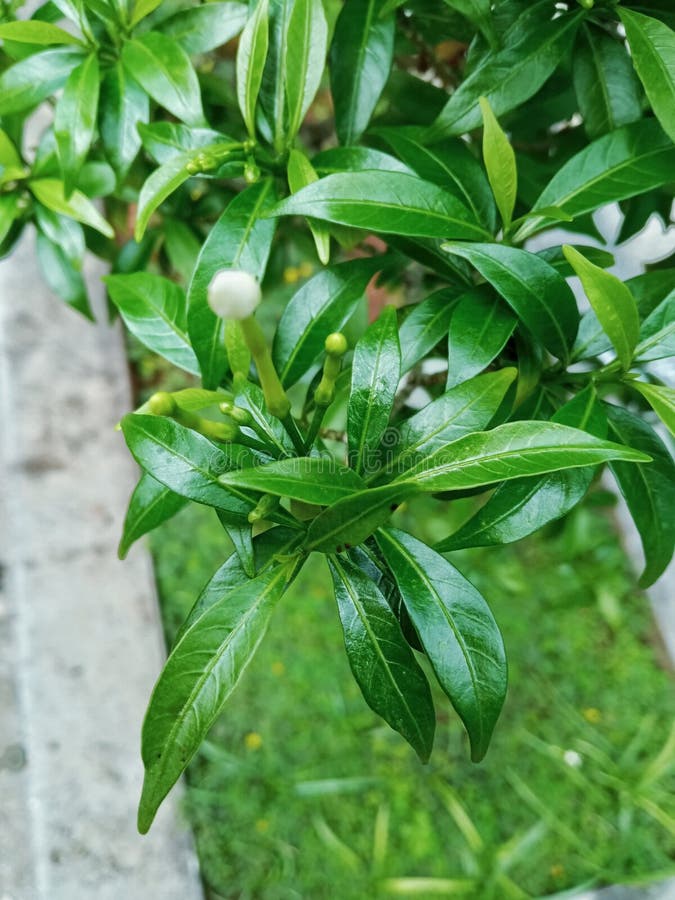 Plant Jasmine Background Nature Abstract Stock Image - Image of nature ... Plant Jasmine Background Nature Abstract Stock Image - Image of nature ...